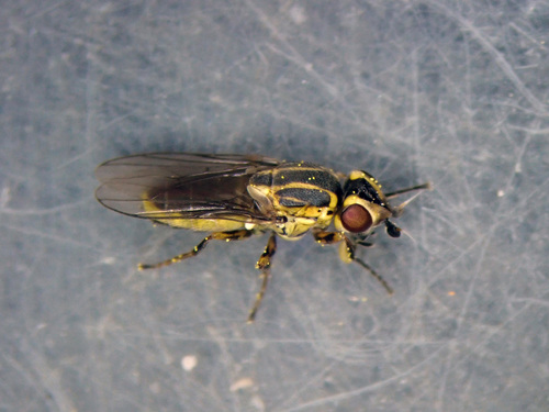 Chlorops frontosus · iNaturalist