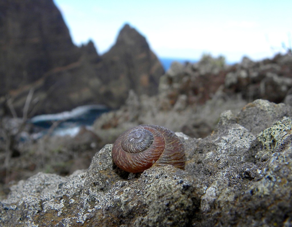 Leptaxis groviana (Madeira Snails) · iNaturalist