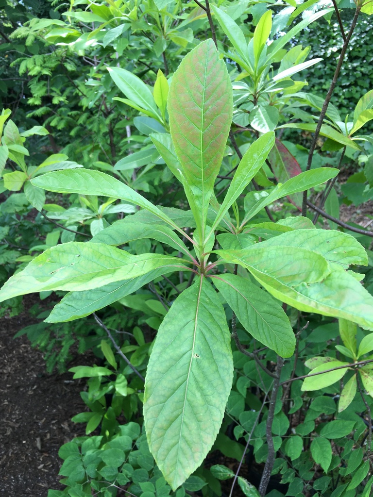Franklin tree from University of Tennessee at Chattanooga, Chattanooga ...