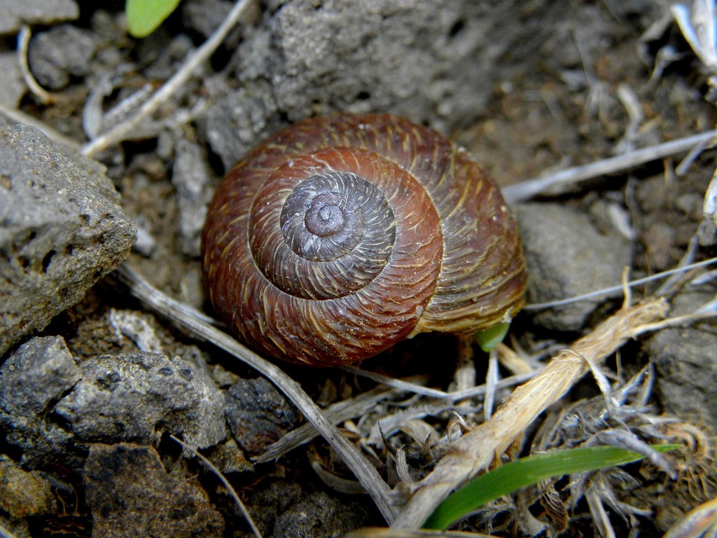 Leptaxis groviana (Madeira Snails) · iNaturalist