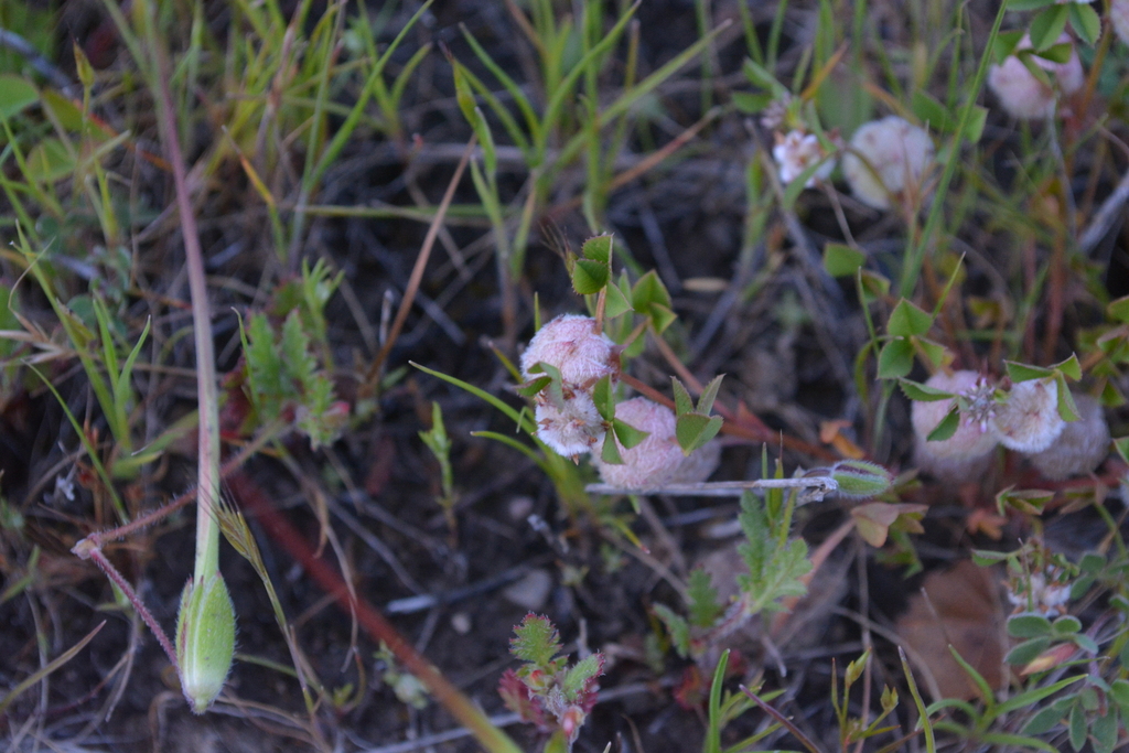 Cotton-ball Clover (Plants of Mount Burdell (CNPS list with pictures ...