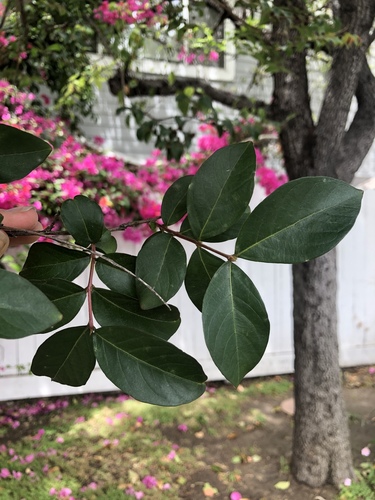 Tree Identification - Crape Myrtles · BioDiversity4All