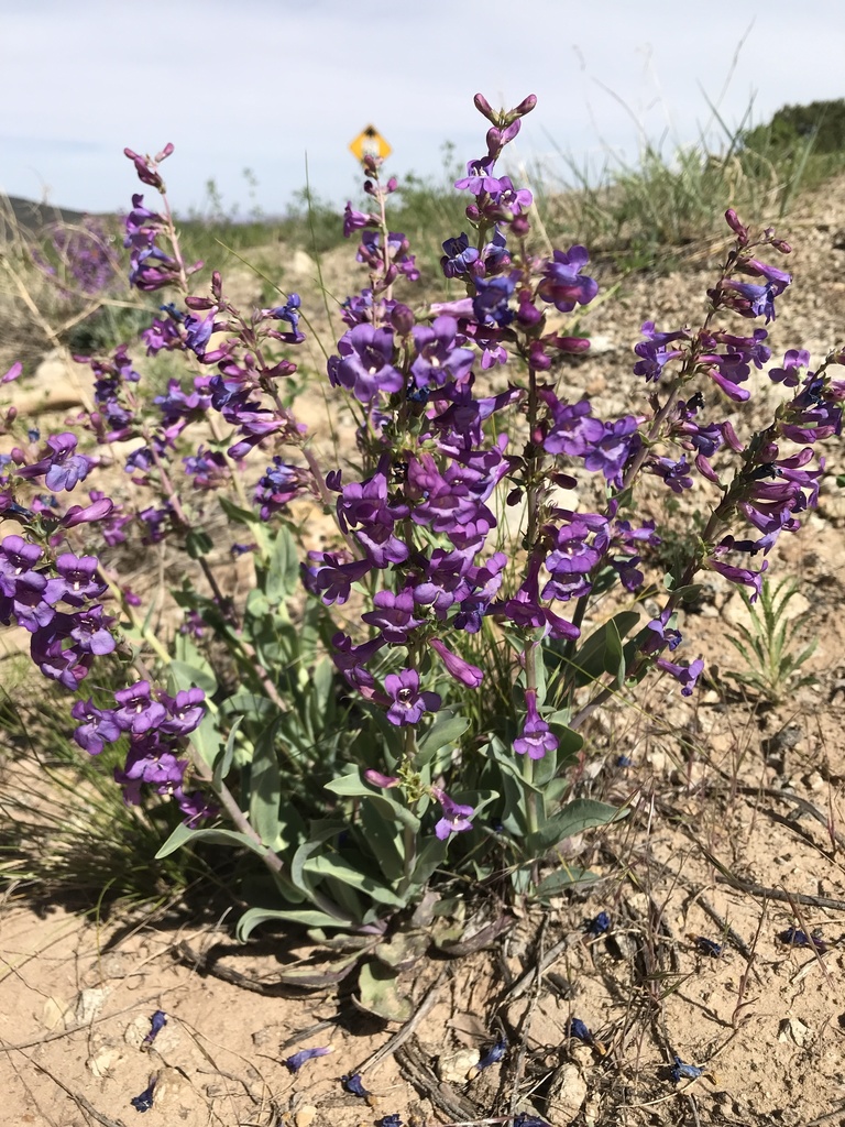 Handsome Beardtongue from Manti-La Sal National Forest, Monticello, UT ...