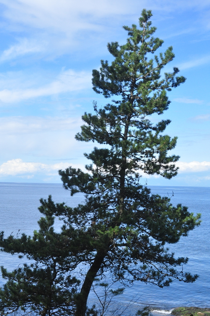 Shore Pine (Pinus contorta contorta) - Botanical Realm