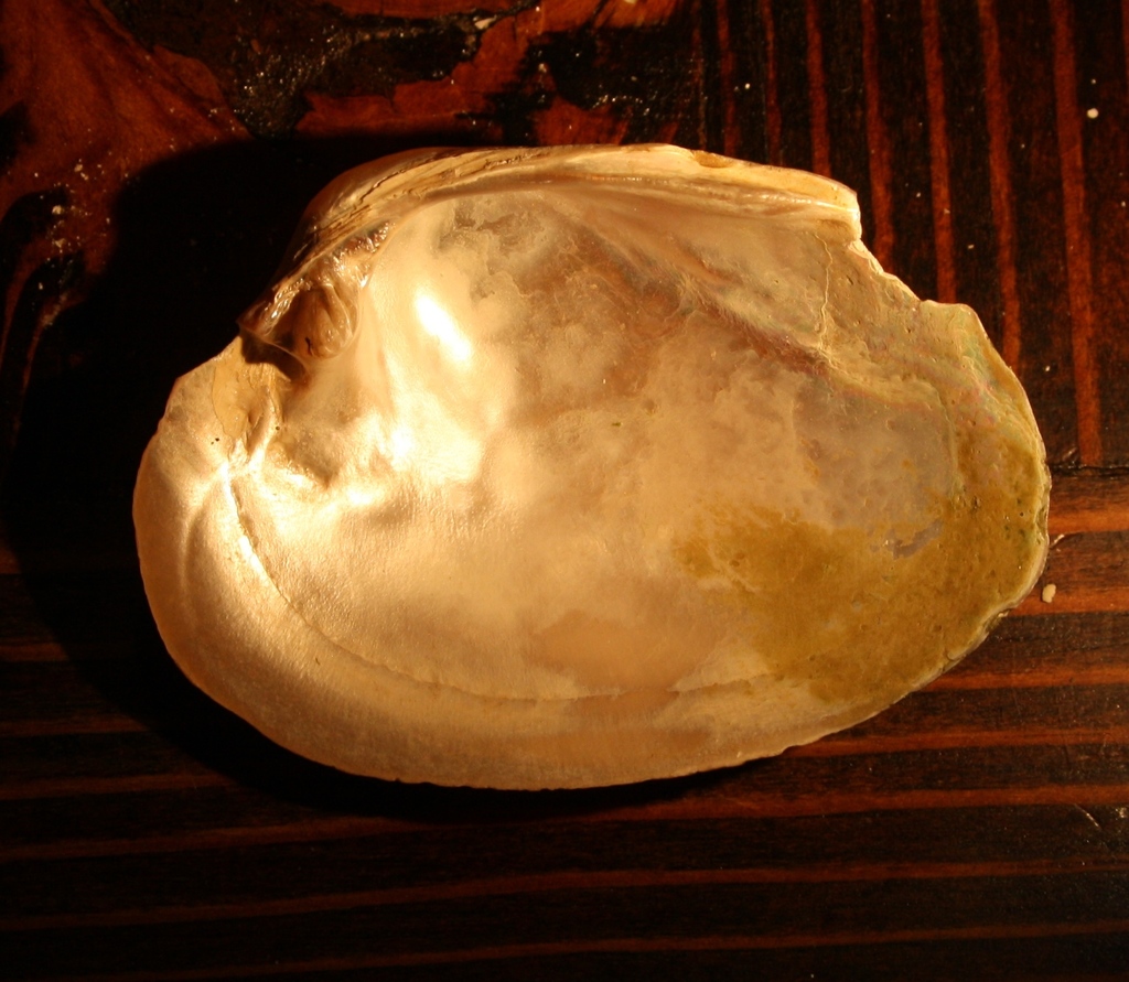 Tampico Pearly Mussel from Bastrop County, TX, USA on April 18, 2017 at ...