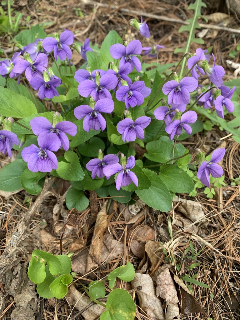 common blue violet from Patten Dr, Marlborough, MA, US on May 17, 2020 ...