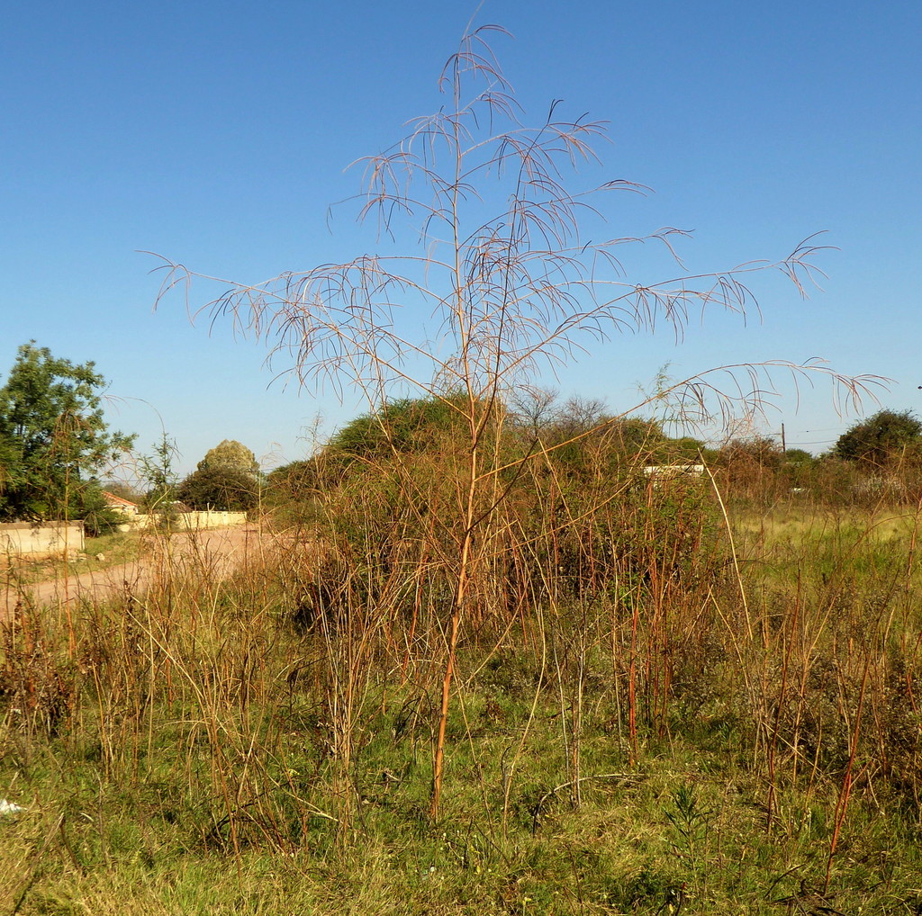 Sesbania bispinosa from Pilane, Botswana on May 05, 2020 at 02:25 PM by ...