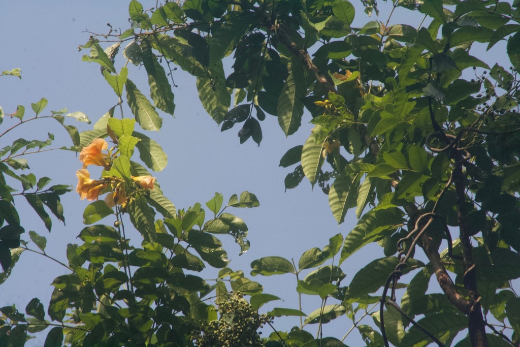 Odontadenia semidigyna desde Colón District, Panama el 16 de mayo de ...