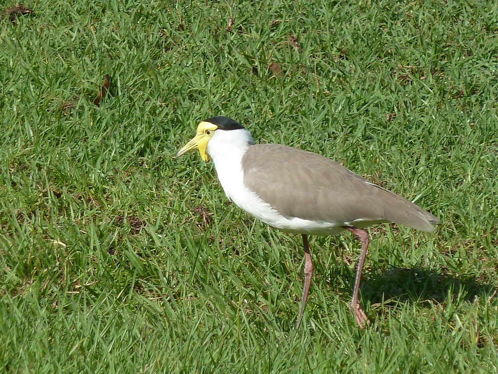 Masked Lapwing (Masked) (Birds of Singapore) · iNaturalist