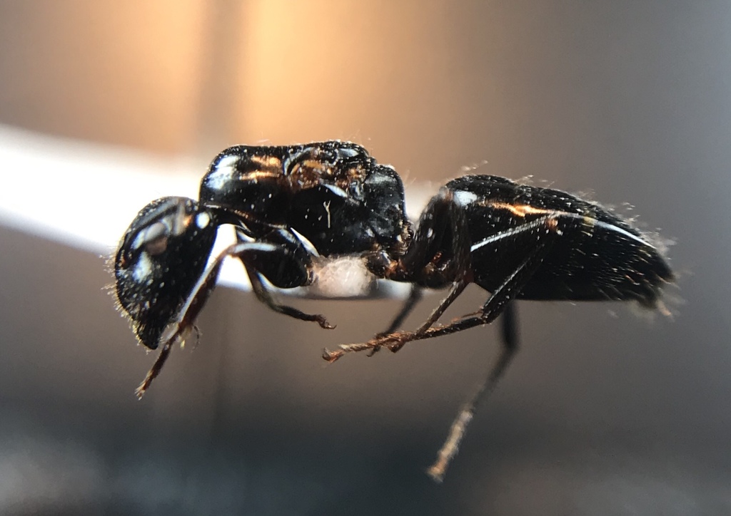 Walnut Carpenter Ant from 109 Filson Bluff Dr, Irmo, SC, US on April 14 ...