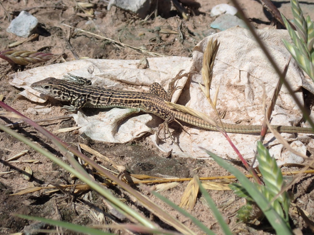 Common Checkered Whiptail from Oklahoma City, OK 73108, USA on May 17 ...