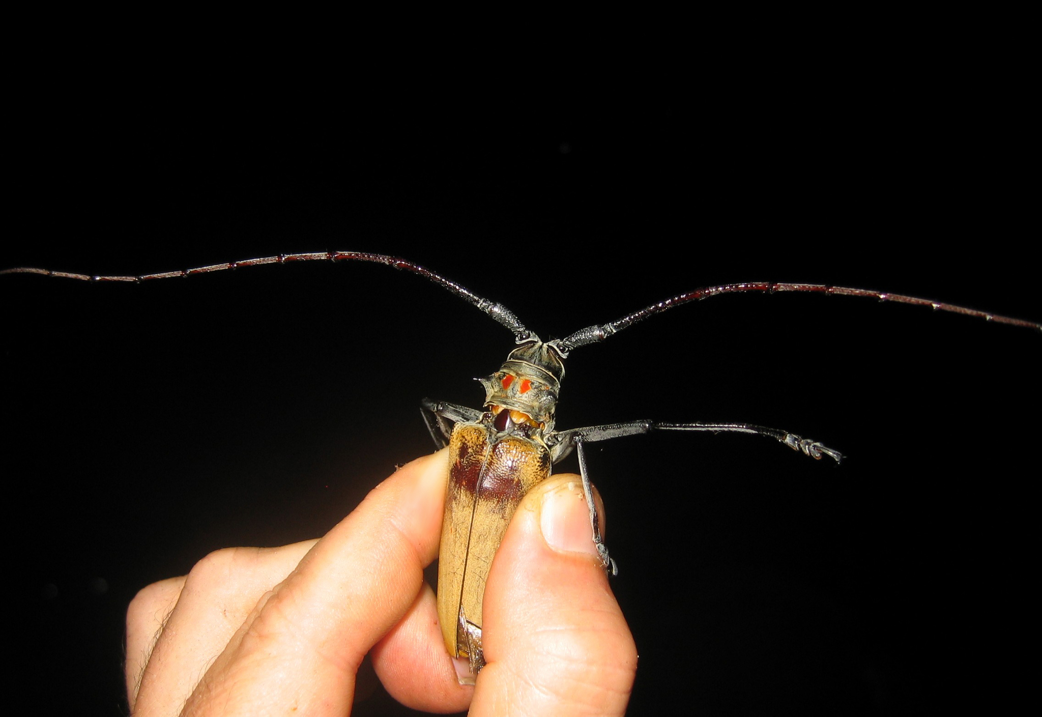 Batocera numitor Newman, 1842