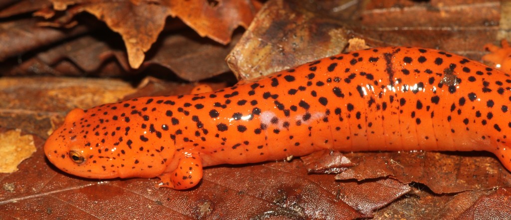 Red Salamander from Boone, NC, USA on May 17, 2020 at 12:13 PM by ...