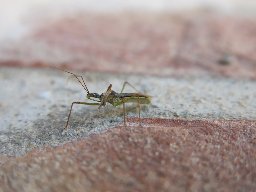 Leafhopper Assassin Bug from San Fulgencio, Spain on April 17, 2017 at ...