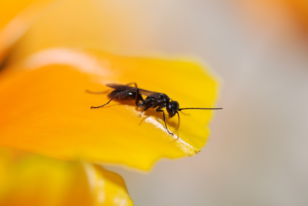 Typical Aphid Wasps from Tervuren, Belgium on May 17, 2020 at 01:22 PM ...
