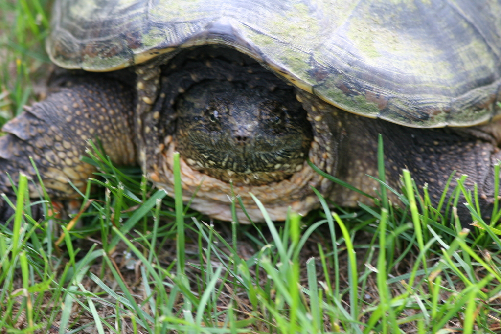 Common Snapping Turtle from Baxter, MN, USA on June 19, 2011 at 07:41 ...