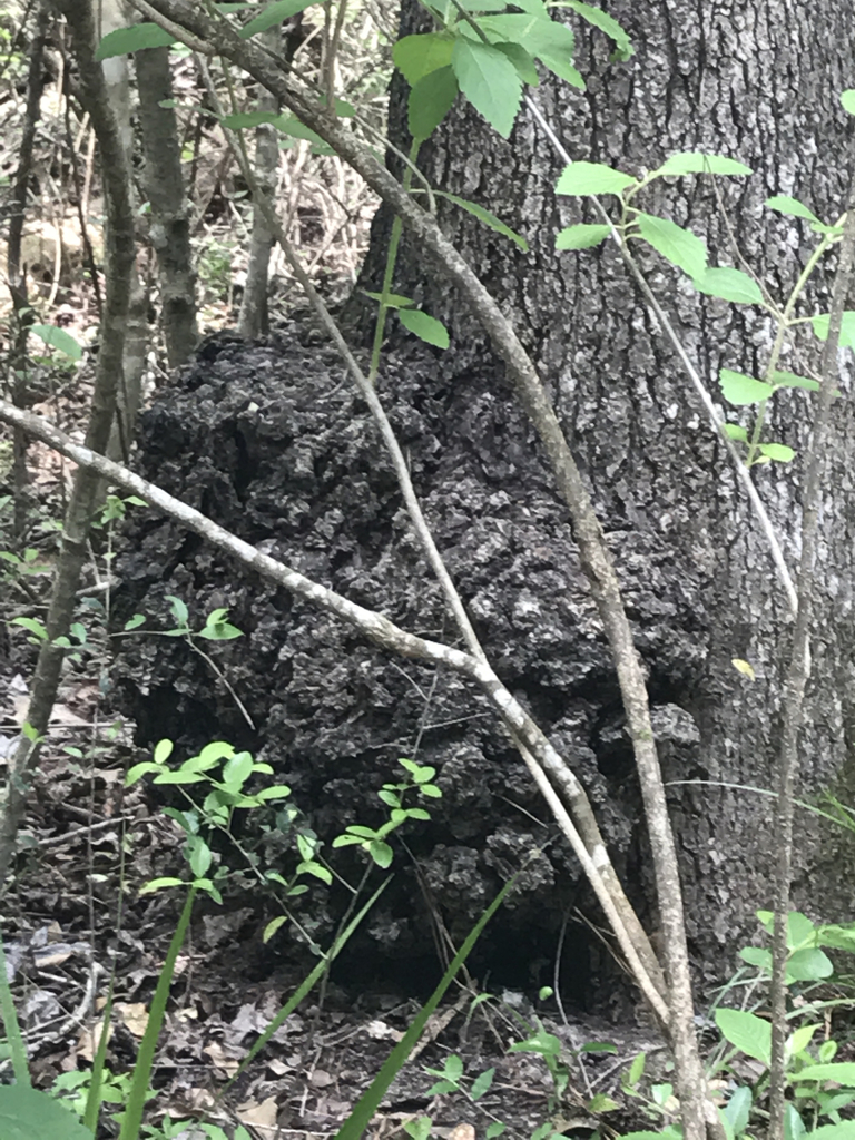 Life from 77381, Spring, TX, US on April 16, 2017 at 02:13 PM by ...