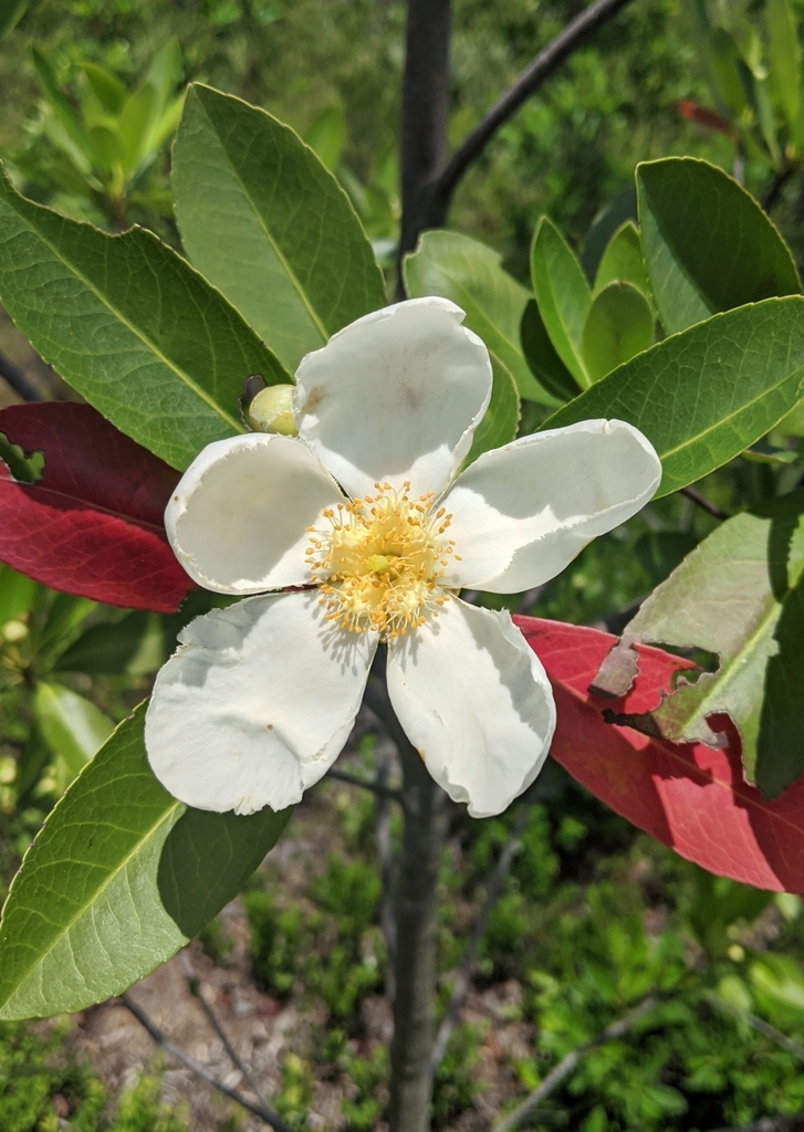 (Gordonia) - Botanical Realm