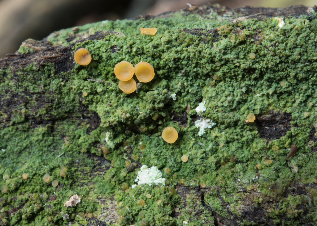 Orange Dimple Lichen from Crystal Springs Watershed, San Mateo Co ...