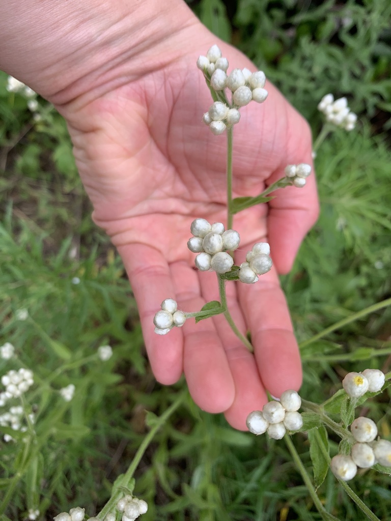 California cudweed from Marian Bear Memorial Park, San Diego, CA, US on ...