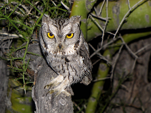 Western Screech-Owl (Birds of John Martin Reservoir State Park ...