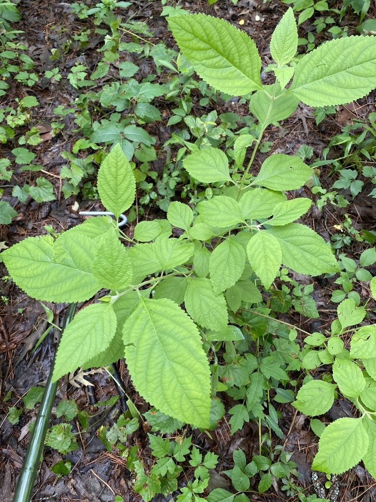 American beautyberry from Apache Rd, Tyler, TX, US on May 17, 2020 at ...