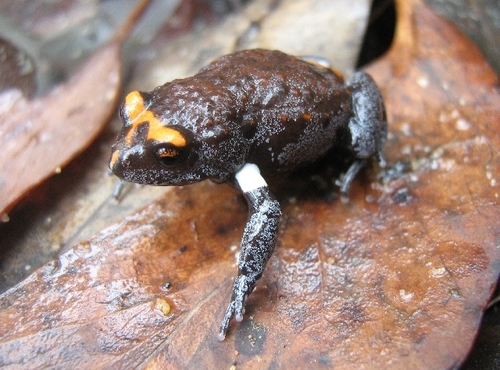 Red-crowned Toadlet (Bowen Mountain bioblitz guide to frogs) · iNaturalist