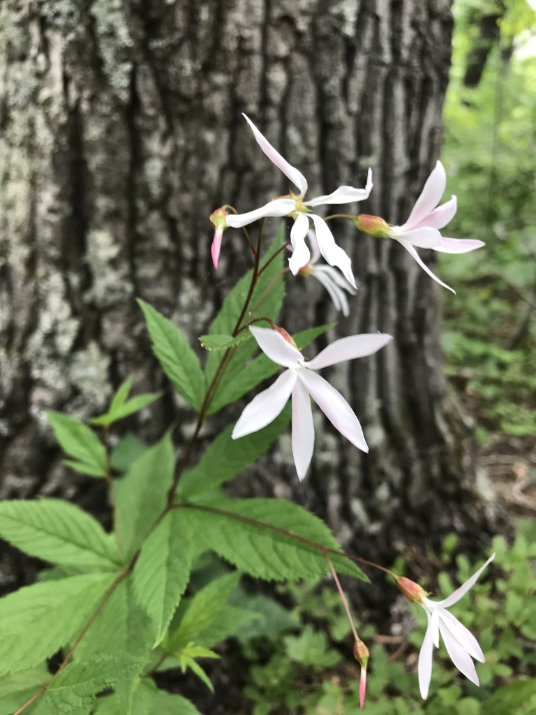 Bowman's root from Blue Ridge Pkwy, Asheville, NC, US on May 17, 2020 ...