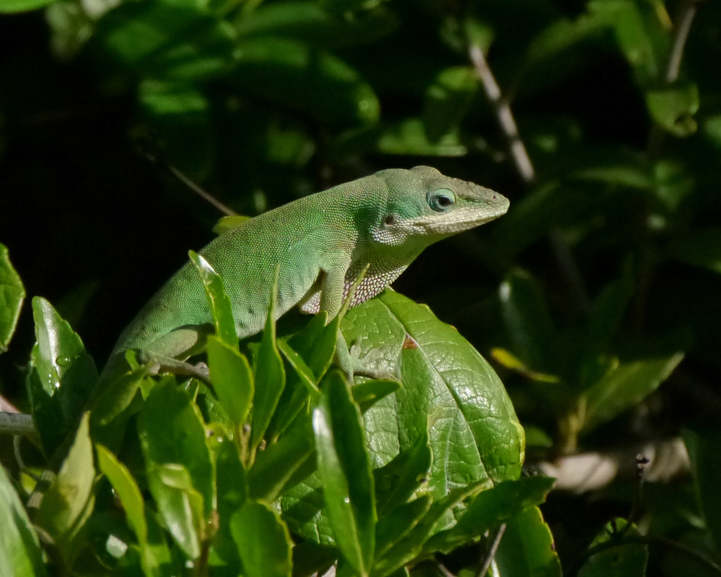 Green Anole from Travis, Texas, United States on May 16, 2020 at 09:07 ...