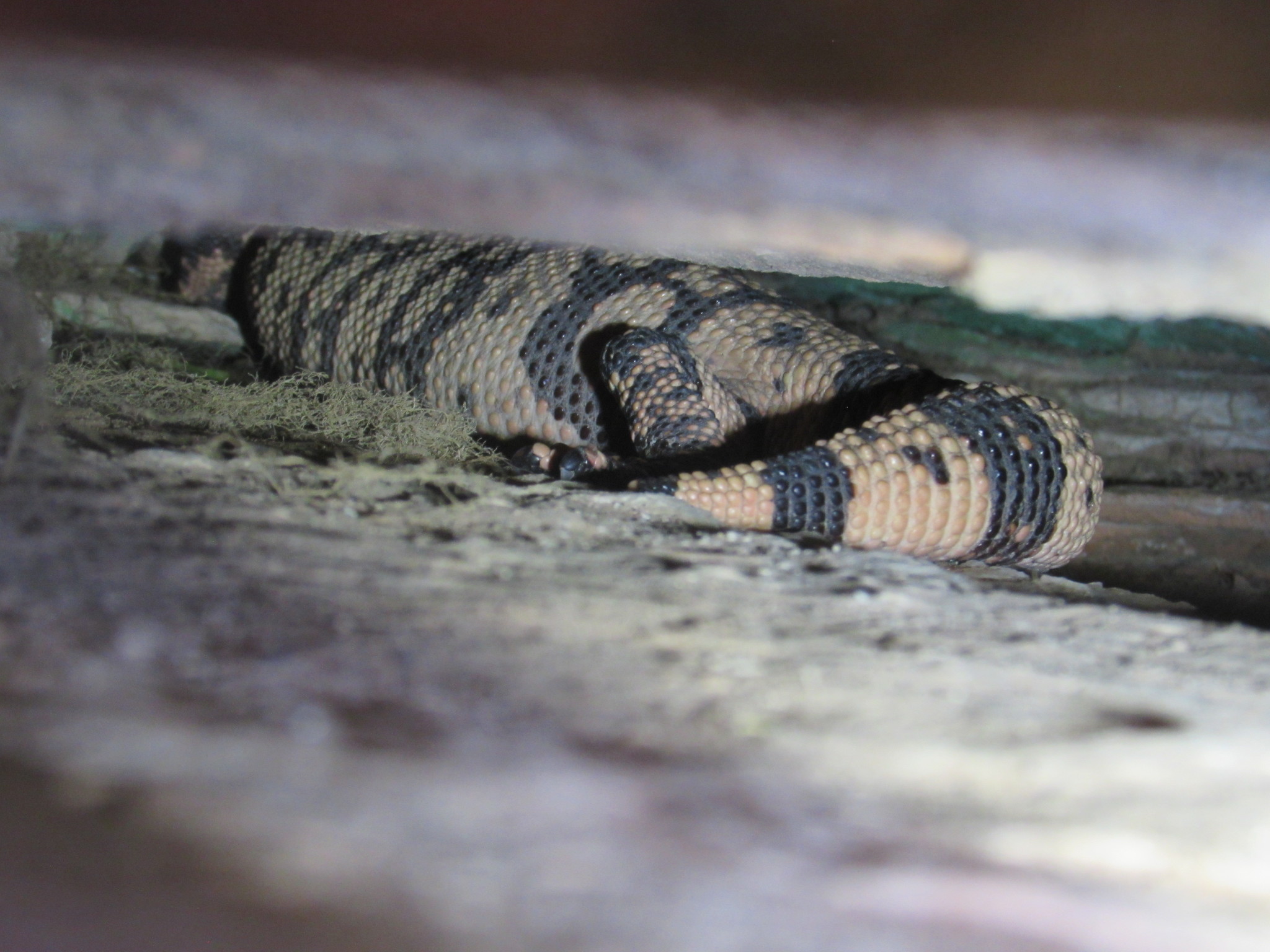 Heloderma suspectum cinctum Bogert & Martín Del Campo, 1956
