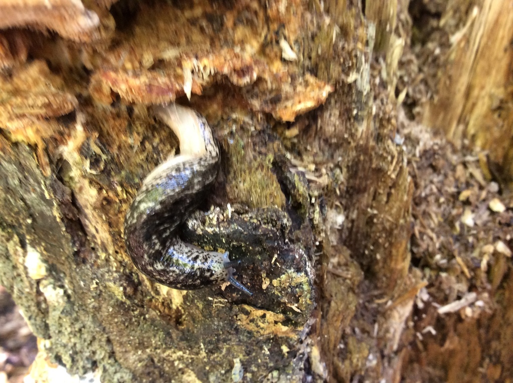 Philomycus from Stacks Rd, Ennis, TX, US on May 17, 2020 at 01:53 PM by ...