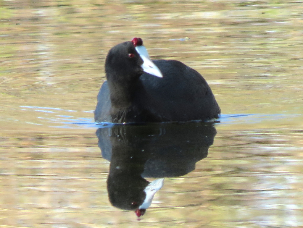 Red-knobbed Coot from Stillewaters on August 26, 2016 at 08:00 AM by ...