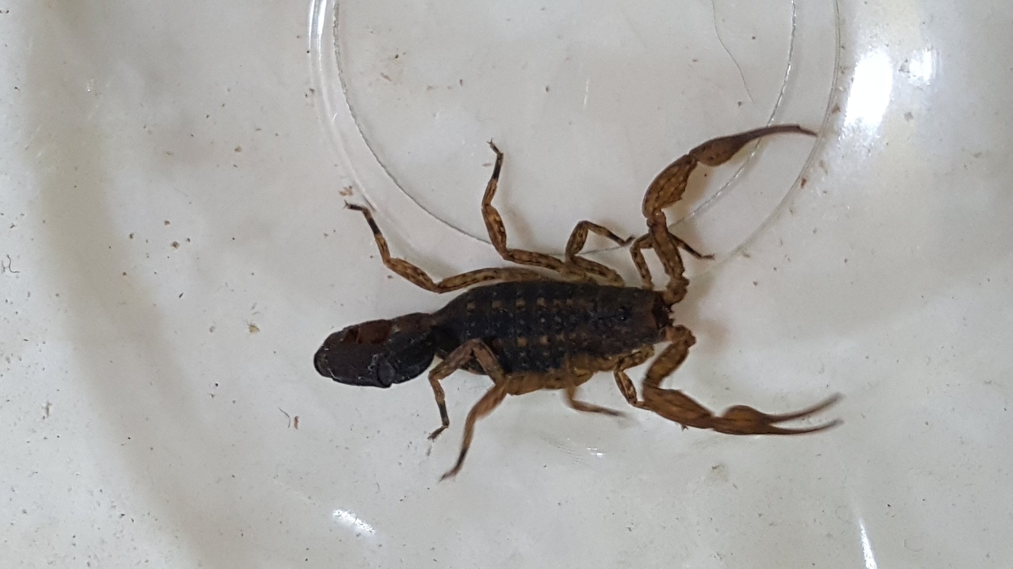 Tityus columbianus (Thorell, 1876)