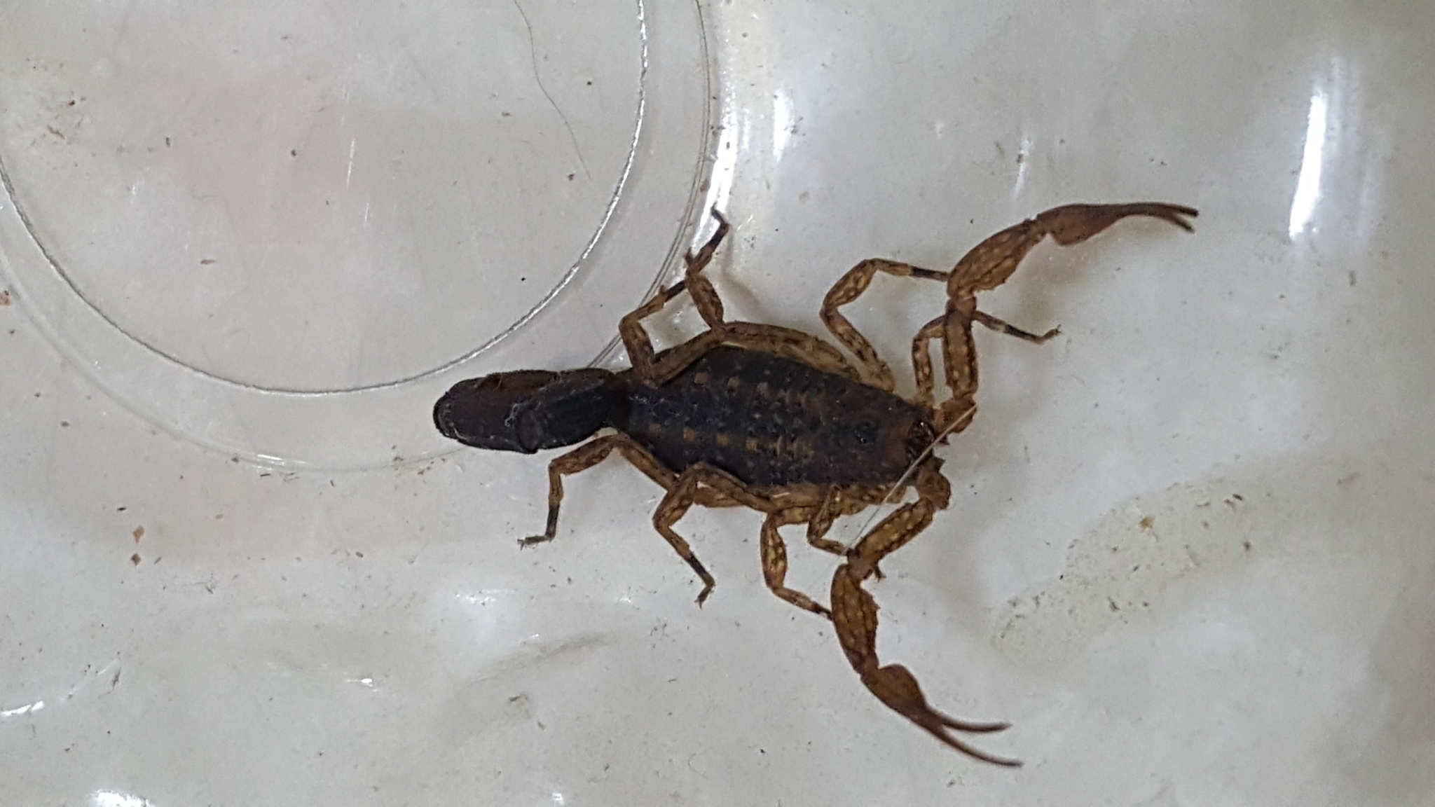 Tityus columbianus (Thorell, 1876)
