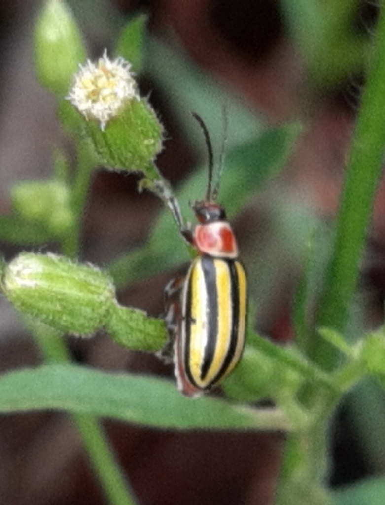 Disonycha fumata from Berlín, Provincia de Alajuela, San Ramón, Costa ...