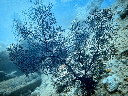 Muricea flamma · iNaturalist