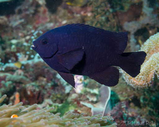 Black Damsel (Neoglyphidodon melas) - Marine Life Identification