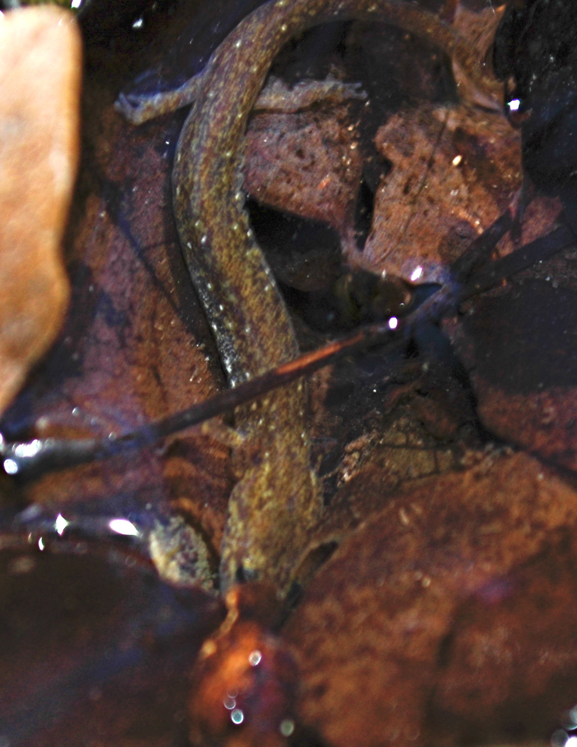 Eurycea neotenes Bishop & Wright, 1937