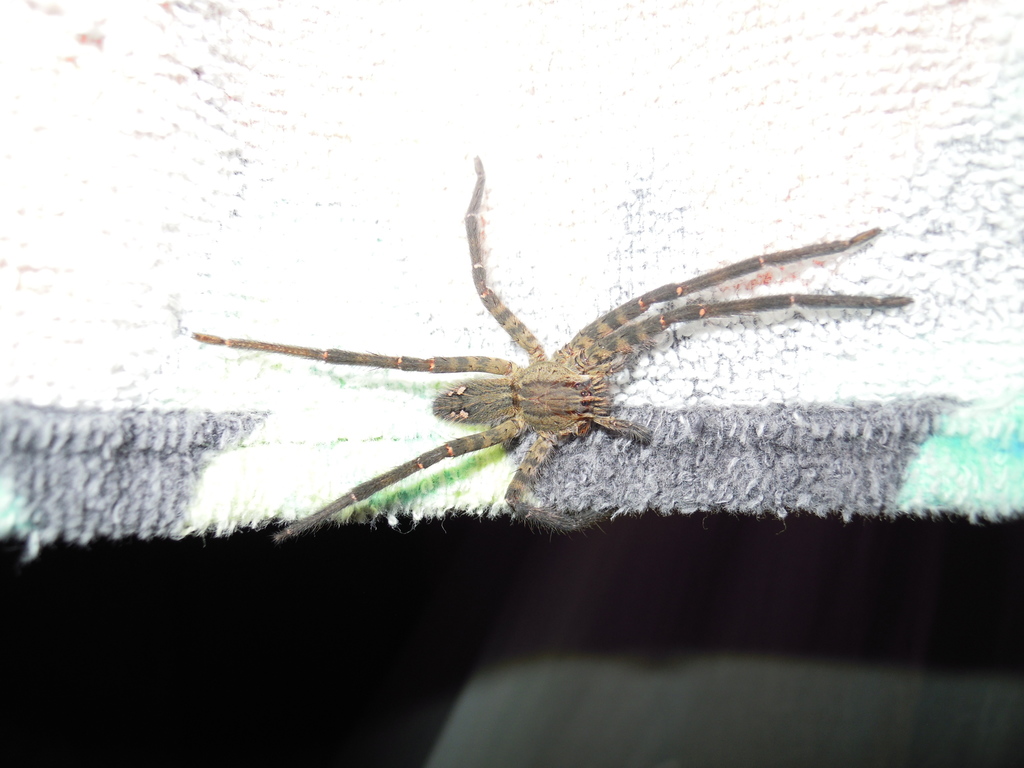 Tiger Bromeliad Spider from Rio Lacantun, Chiapas, México on March 2 ...