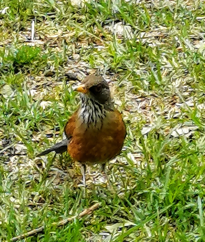 Rufous-backed Robin from Doctores, 06720 Ciudad de México, CDMX, México ...