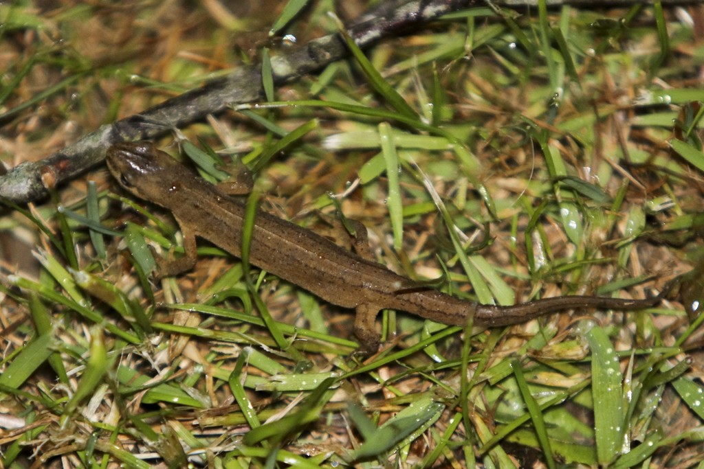 Smooth Newt from 8362 Hørning, Danmark on May 17, 2020 at 11:06 PM by ...