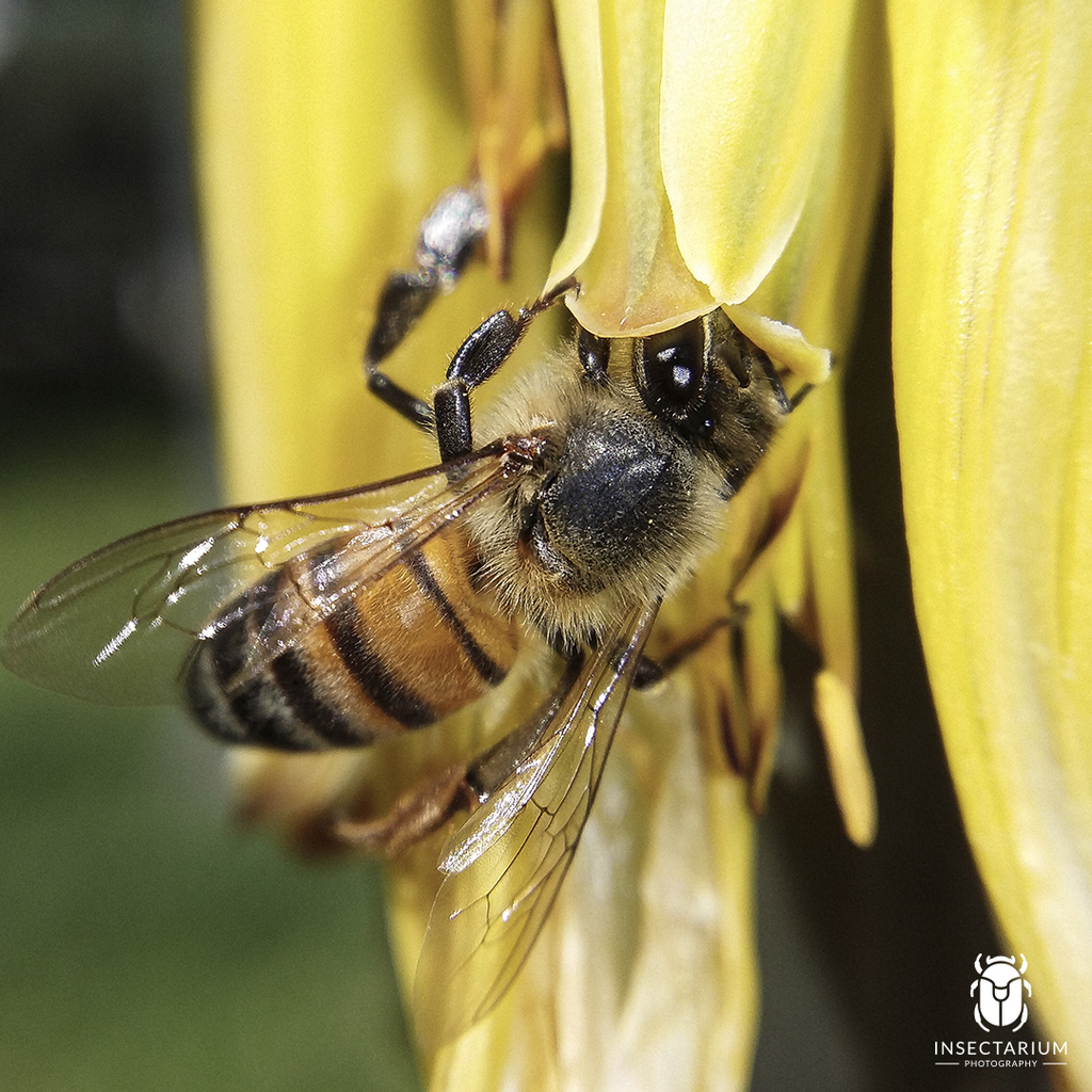 Western Honey Bee from Plaza Guadalupe, 45030 Zapopan, Jal., México on ...