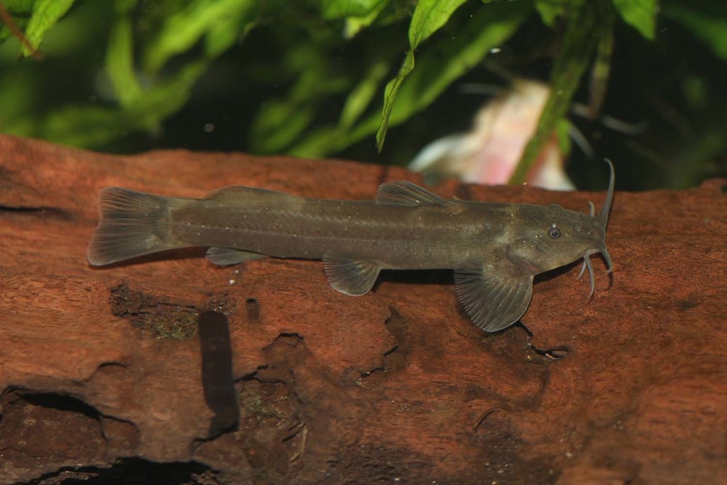 Mountain Catfish (Amphilius) - Marine Life Identification