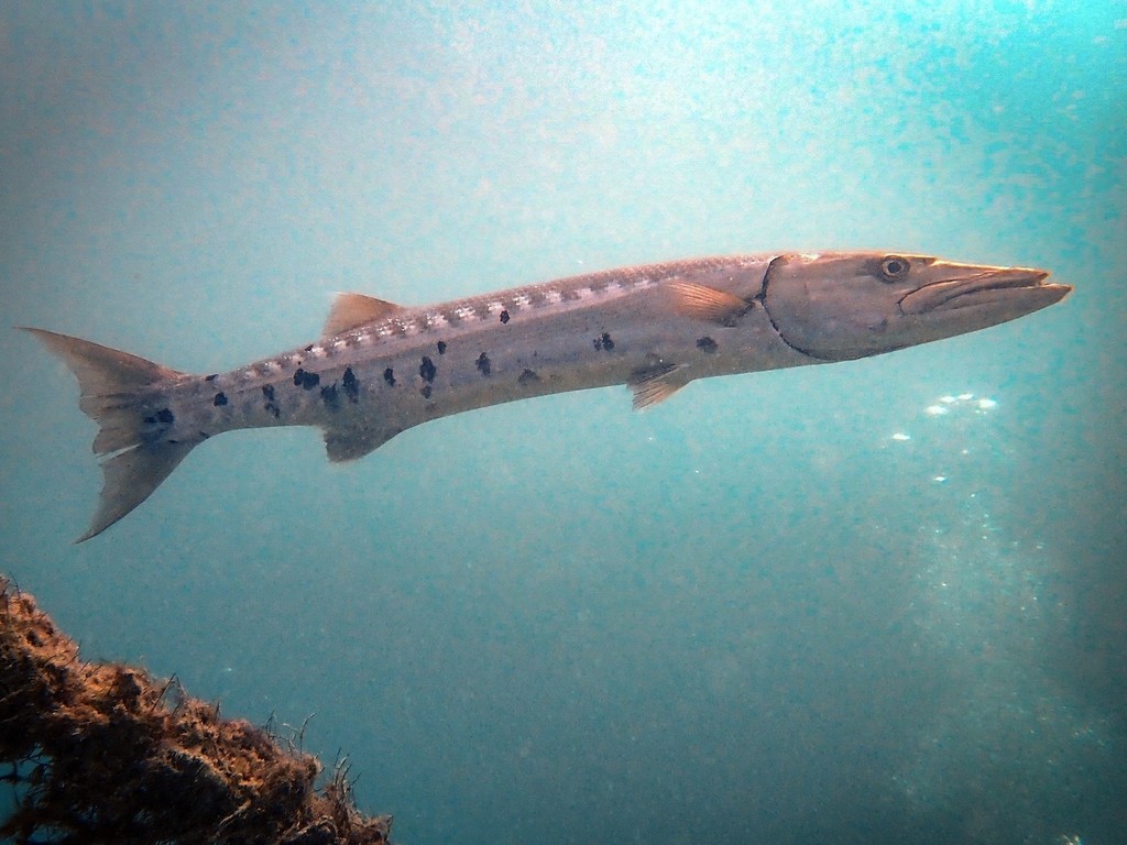 Great Barracuda from Brasil on April 21, 2019 at 09:13 AM by Guilherme ...