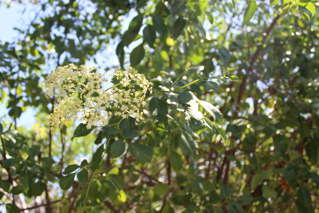 blue elder from San Diego County, CA, USA on May 16, 2020 at 10:57 AM ...