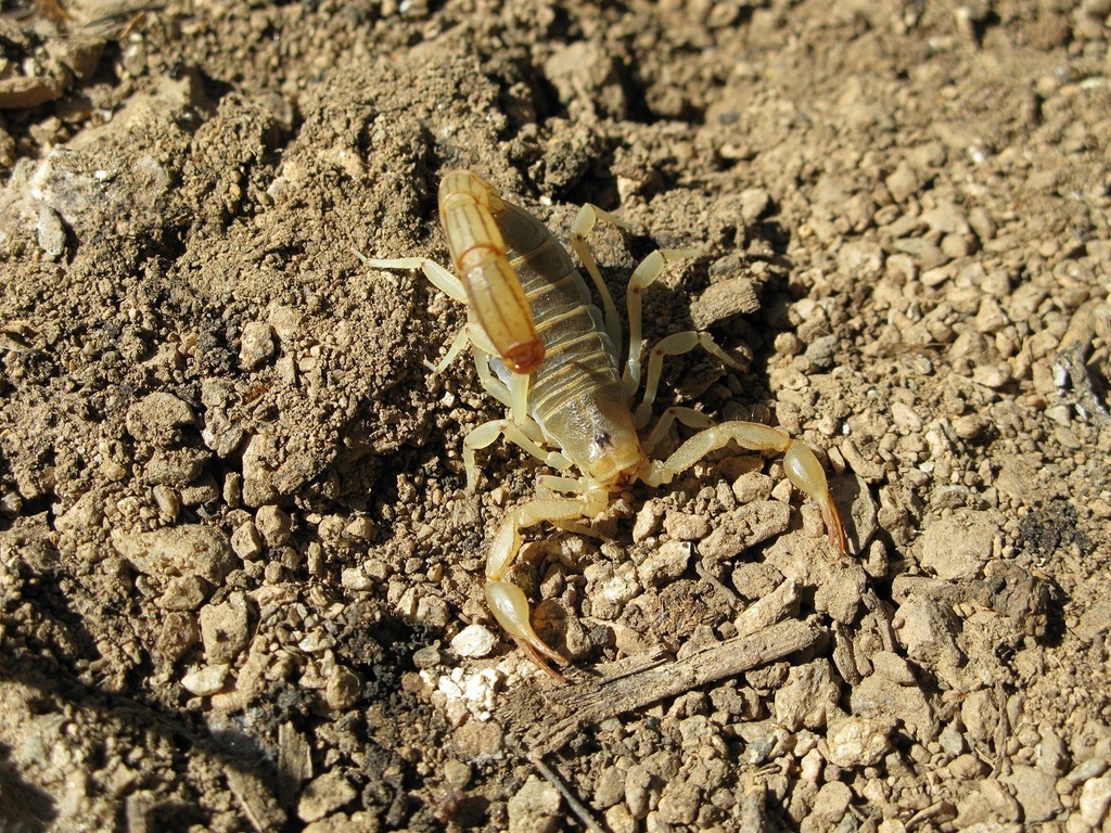Arizona Devil Scorpion (Phoenix Zoo - Arizona Trail) · iNaturalist