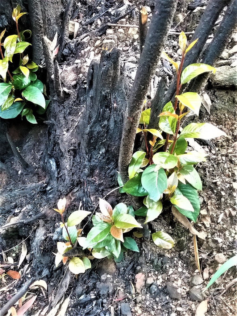Rough Possumwood (Quintinia sieberi) - Botanical Realm