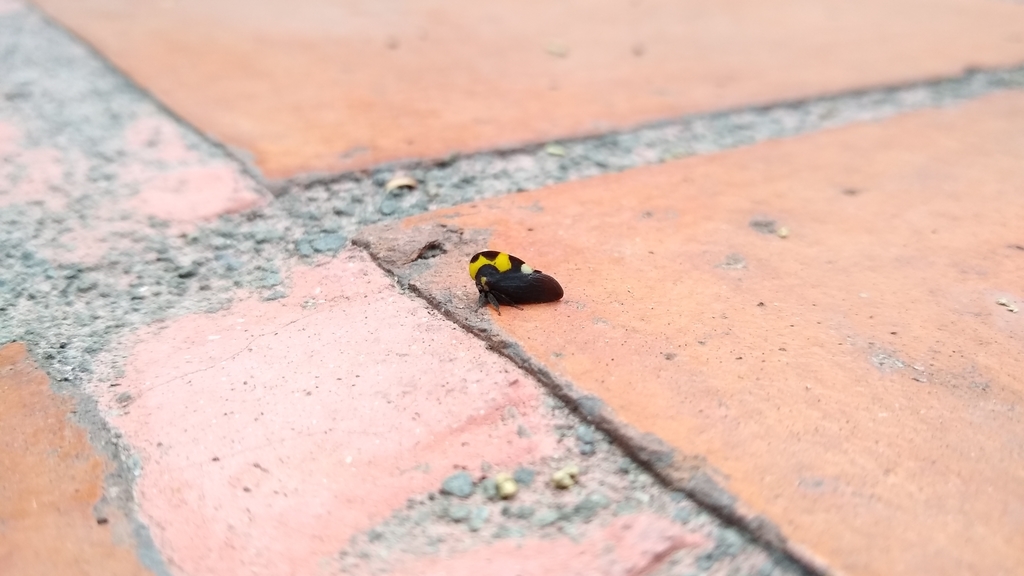 Mexican Treehopper from Pilares Águilas, 01710 Ciudad de México, CDMX ...