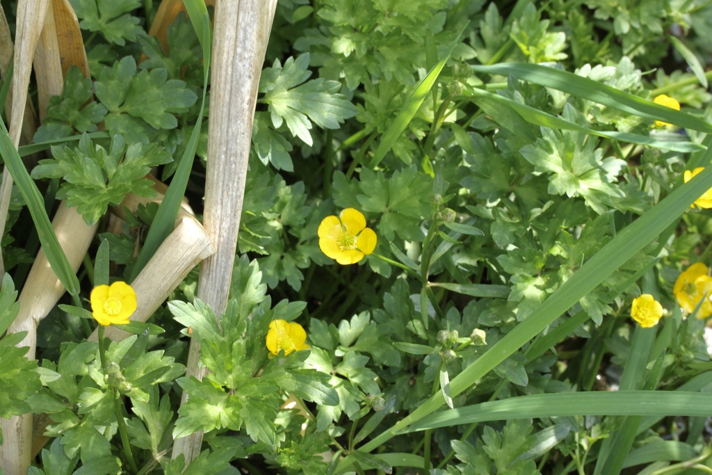 Creeping buttercup from Linbrook Woodlands Conservation Area ...