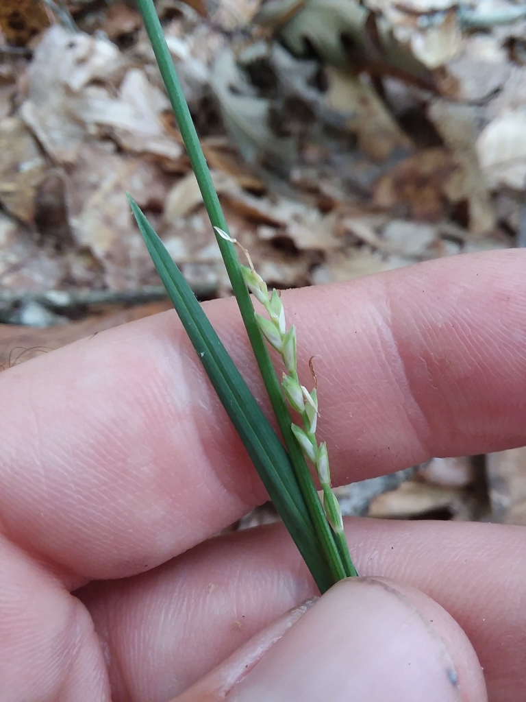 Incognito Lined Sedge from Beaumont, MS 39423, USA on May 14, 2020 at ...